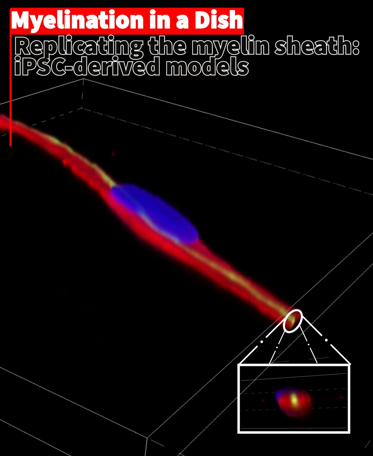 News - Hesperos Inc. - Leader of Organ-on-a-Chip Technology